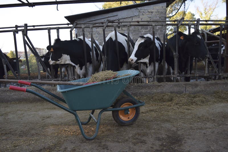 Cattle rearing stock photo. Image of beef, forage, farm - 45290440