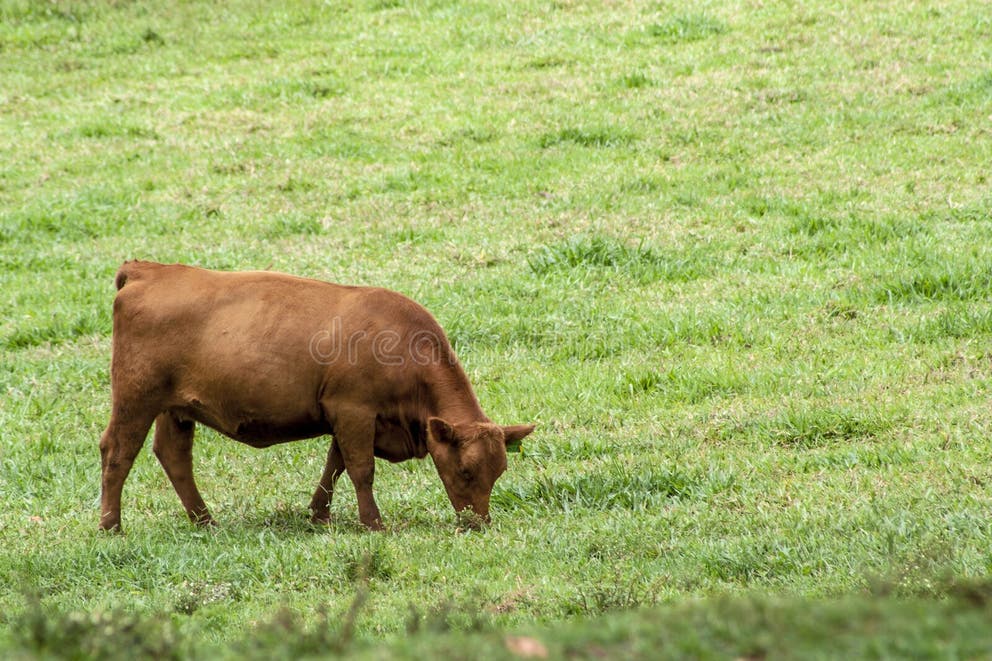Cattle stock photo. Image of close, graze, cattle, grazing - 57802200