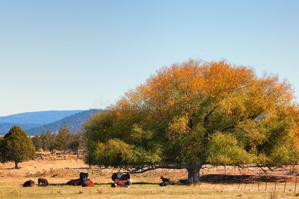 Cattle rest under tree stock photo. Image of field, outdoors - 101976748