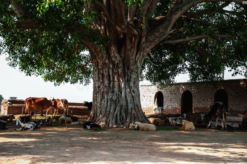 Cattle are Resting Under the Pipal Tree Stock Photo - Image of garden ...