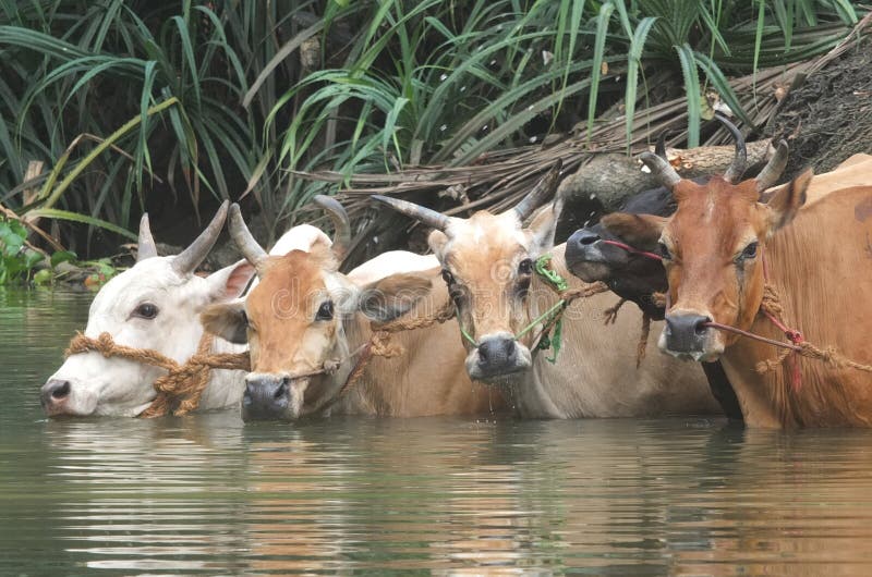 Cattle in river stock image. Image of cattle, riverbank - 35465069