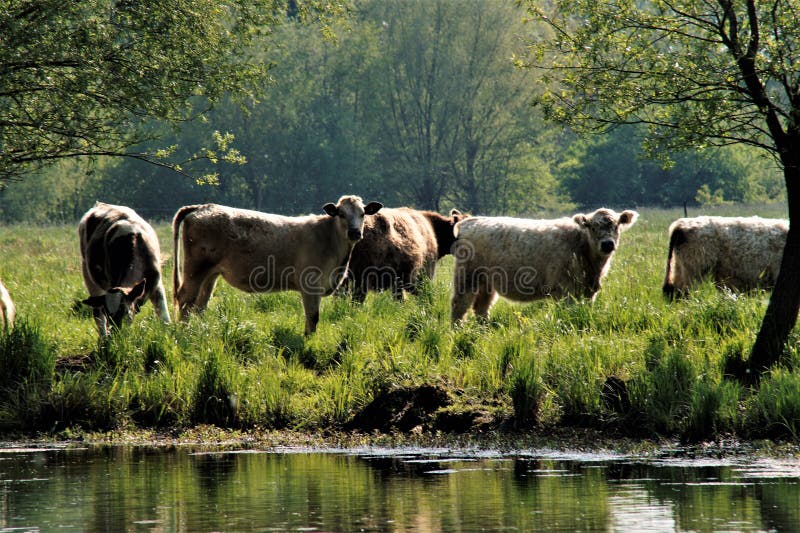 Cattle at the river stock photo. Image of nature, landscape - 92055982
