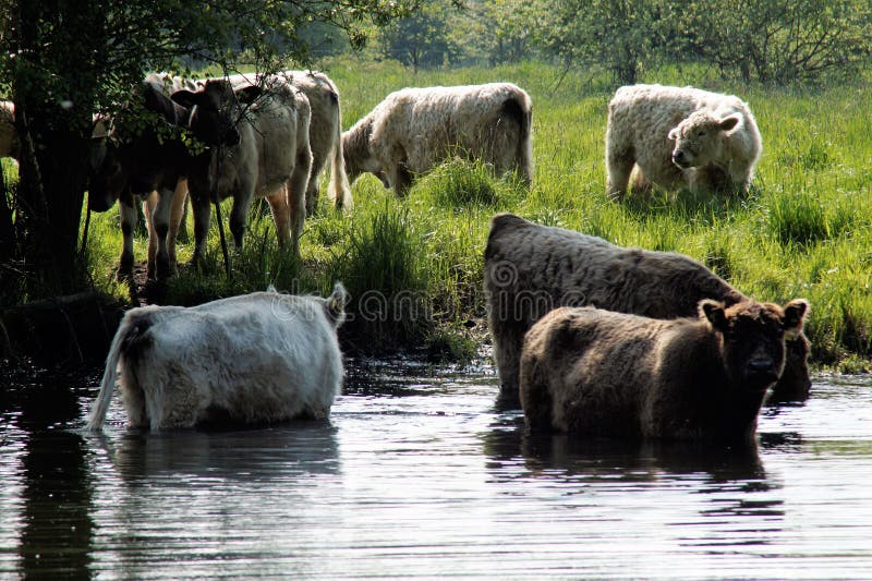 Cattle at the river stock image. Image of rural, green - 92056001