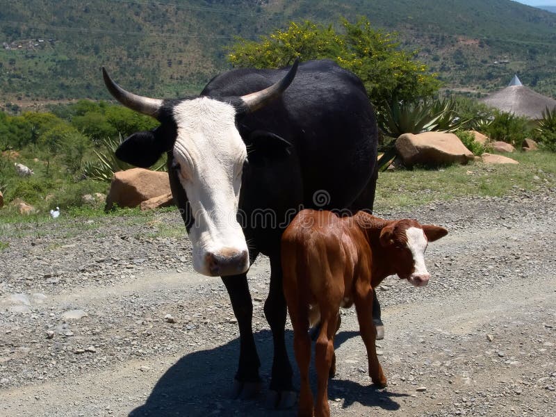 Cattle on the road stock photo. Image of bovine, heiffer - 598298