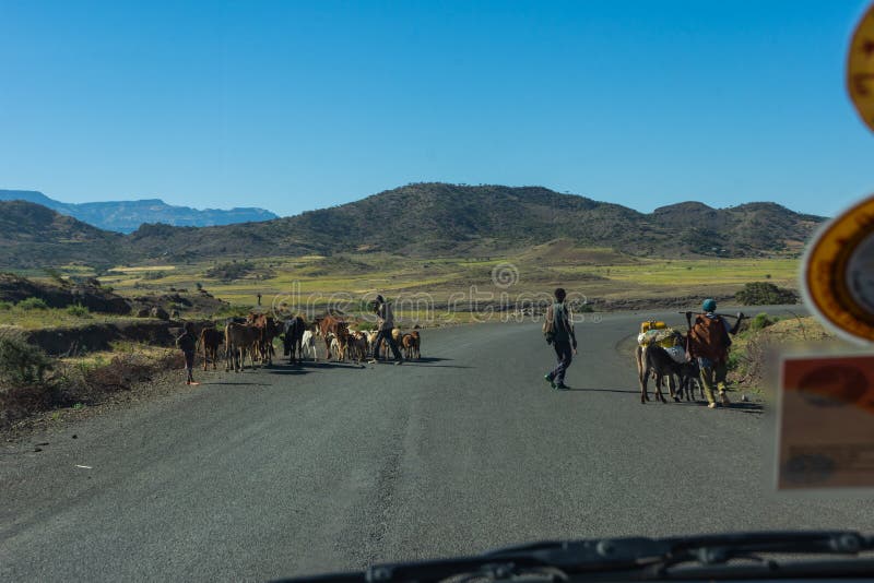 Cattle on the Road, Ethiopia Editorial Image - Image of brown, careful ...