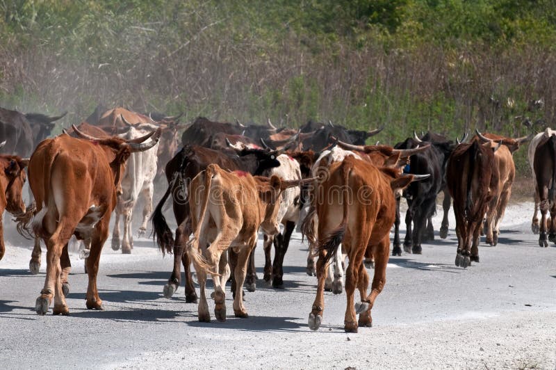 Cows Crossing Road stock photo. Image of fence, cattle - 6740338