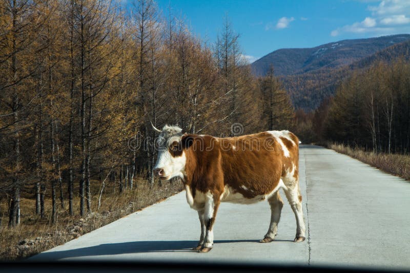 Cattle Road Sign on Rural Background in Spain Stock Photo - Image of ...