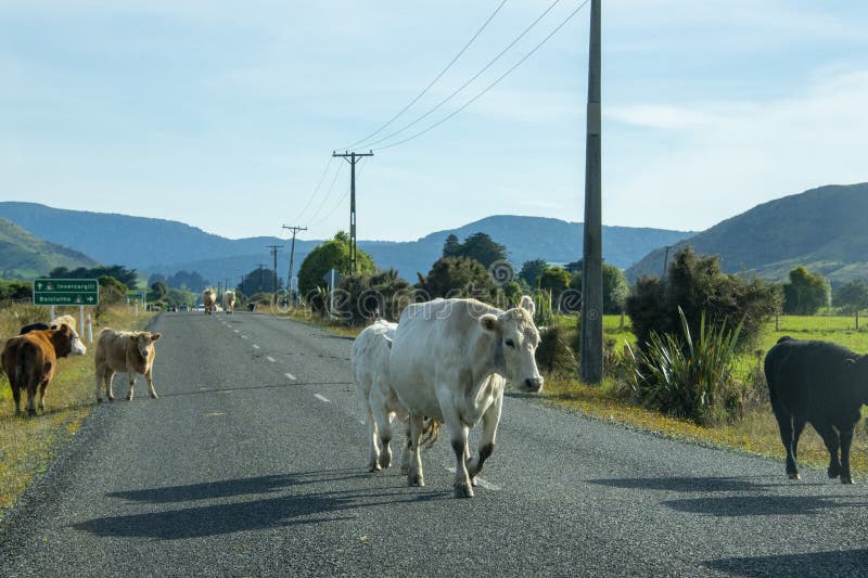 Cattle on the Road stock photo. Image of street, land - 323205948