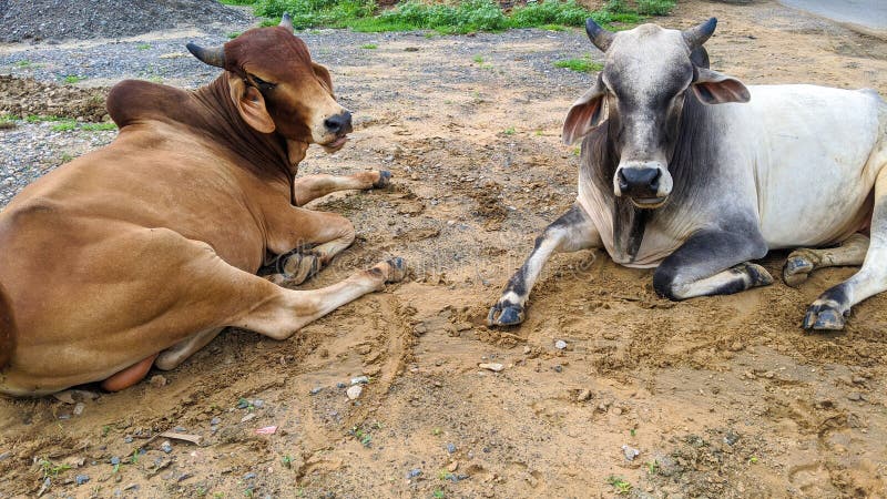 Cattle on Roads in India. Indian Stray Bulls and Cows are Sitting ...