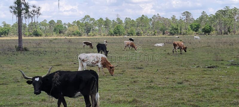 Cattle Roaming and Grazing in Stock Image - Image of agriculture, sheep ...