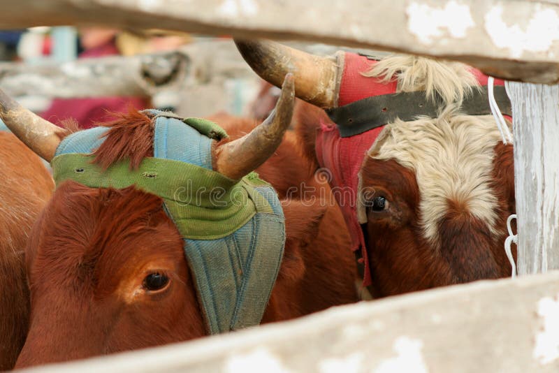 Cattle at the Rodeo stock image. Image of riding, lasso - 791325