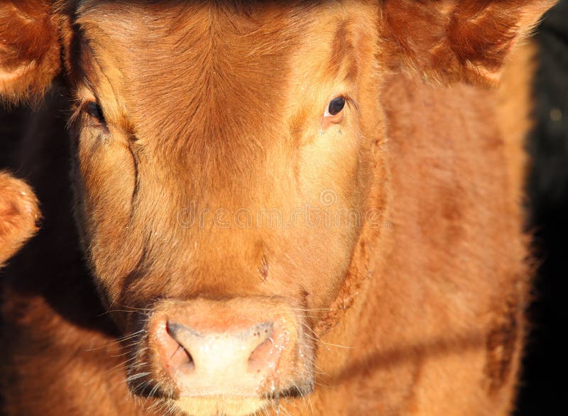 Close of a Red Angus cow. stock photo. Image of closeup - 162340806