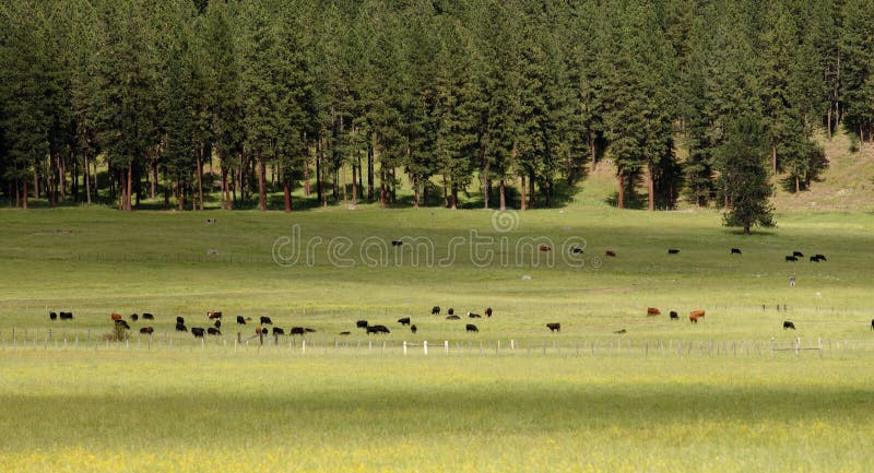 Cattle out on the range, stock image. Image of closeup - 162320999