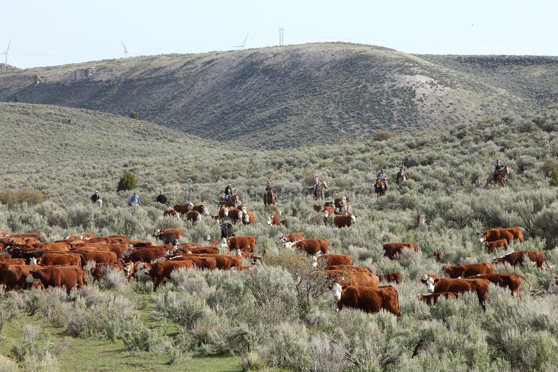 Cattle Round-up at Branding Time. Editorial Photo - Image of closeup ...