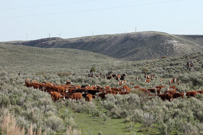 Cattle Round-up at Branding Time. Editorial Photography - Image of ...