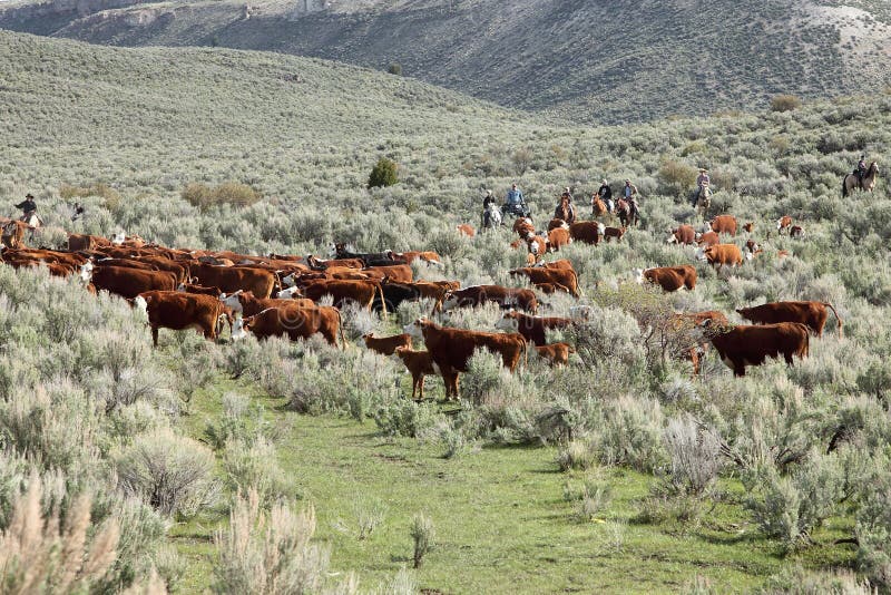 Cattle Round-up at Branding Time. Editorial Photography - Image of ...