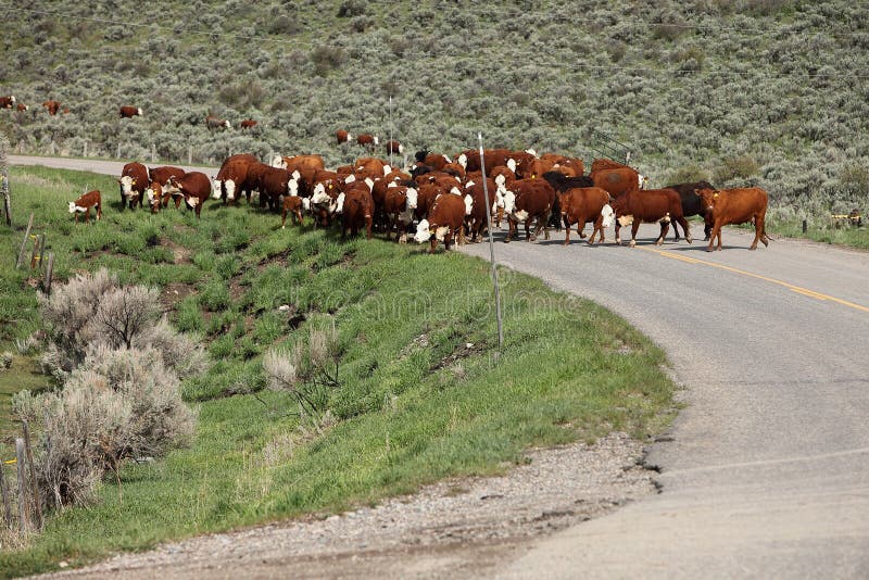 Cattle Round-up at Branding Time. Stock Image - Image of background ...