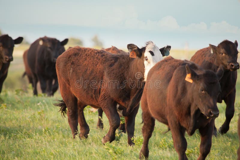 Running cow stock image. Image of farm, movement, country - 2445709