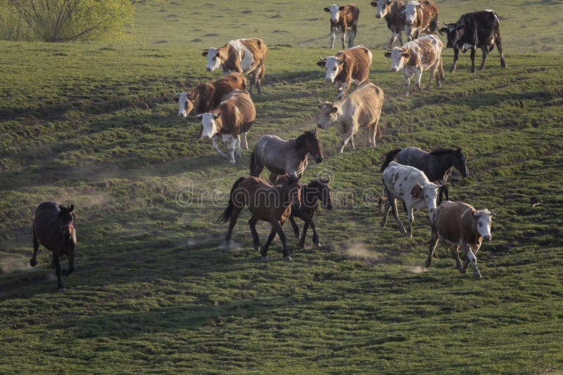 Cattle Running Away from a Waterhole Stock Photo - Image of waterhole ...