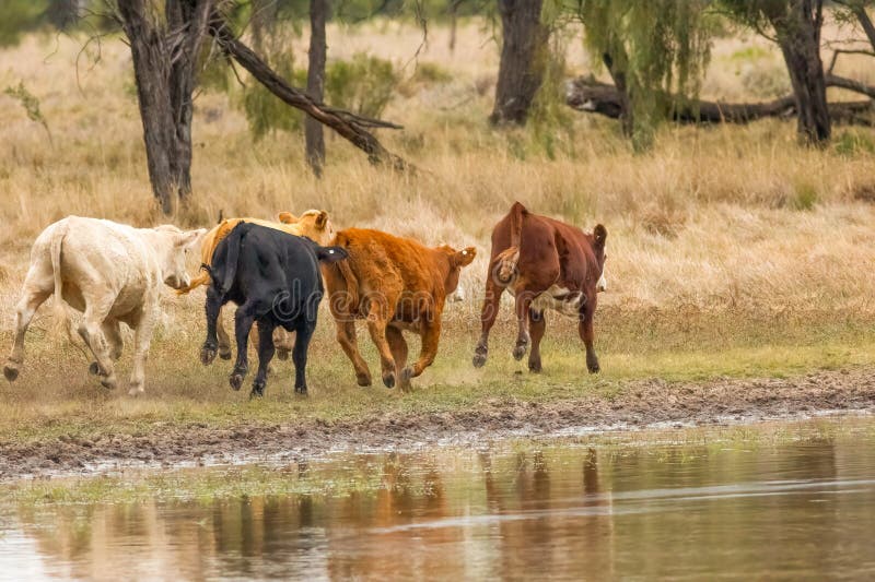 Cattle Running Away from a Waterhole Stock Photo - Image of waterhole ...