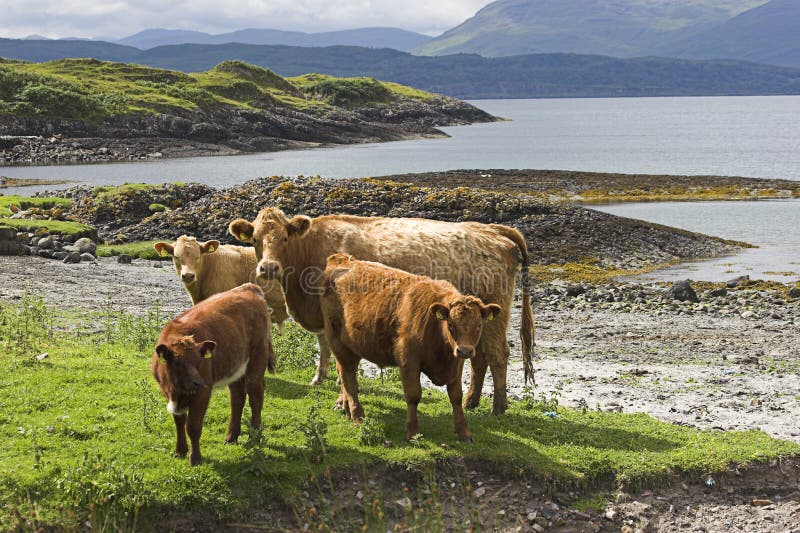 Cattle By The Sea Picture. Image: 3803997