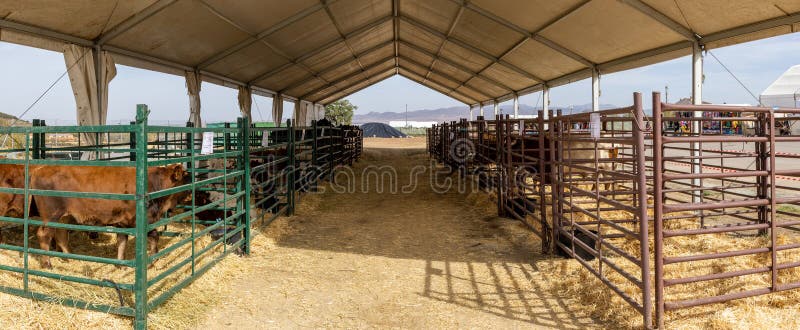 Cattle shed stock image. Image of show, cows, tent, roof - 303497267