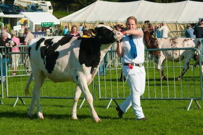 Cattle Show editorial photo. Image of ring, judging, country - 11042606