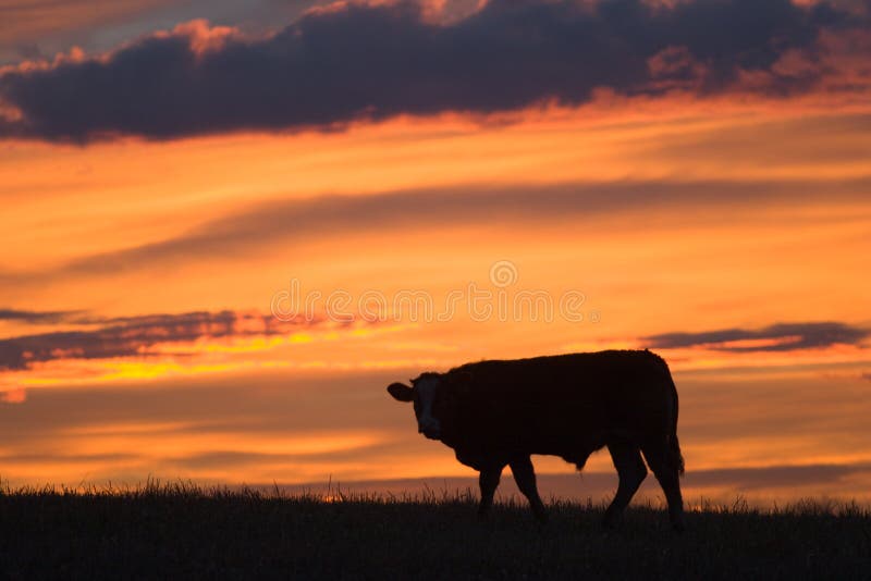 1,047 Cattle Ranch Silhouette Stock Photos - Free & Royalty-Free Stock ...