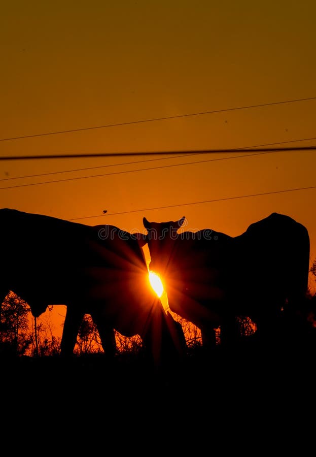 Cattle Silhouettes at Sunset Stock Image - Image of catle, farm: 269128927