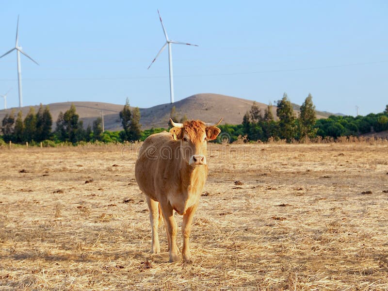 Single cow on a meadow stock photo. Image of comic, bull - 170384676