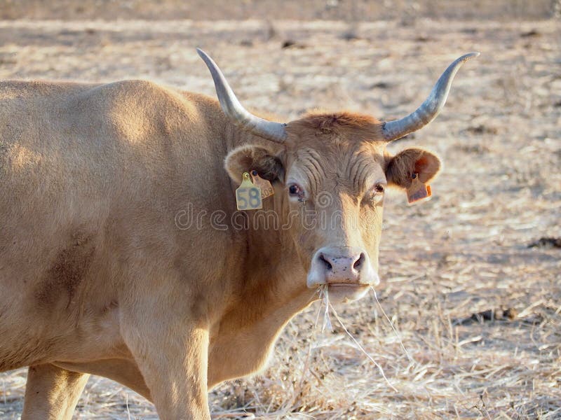 Single cow on a meadow stock image. Image of farming - 170385285