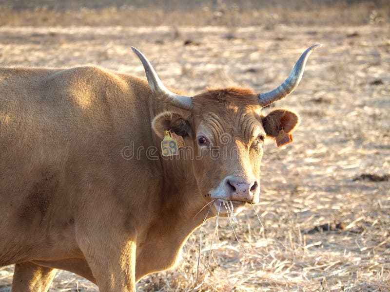 Single cow on a meadow stock image. Image of blue, female - 170385341