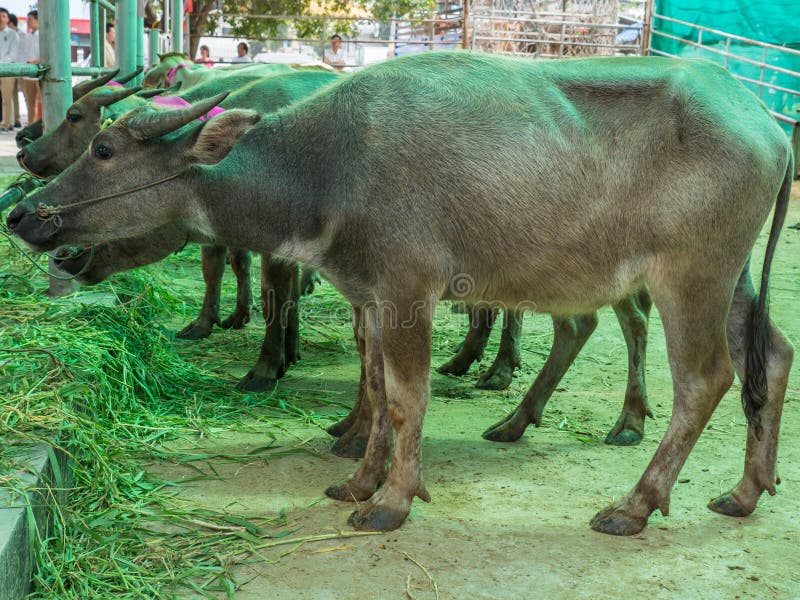 Cattle at slaughterhouse stock image. Image of bull, nature - 88695183