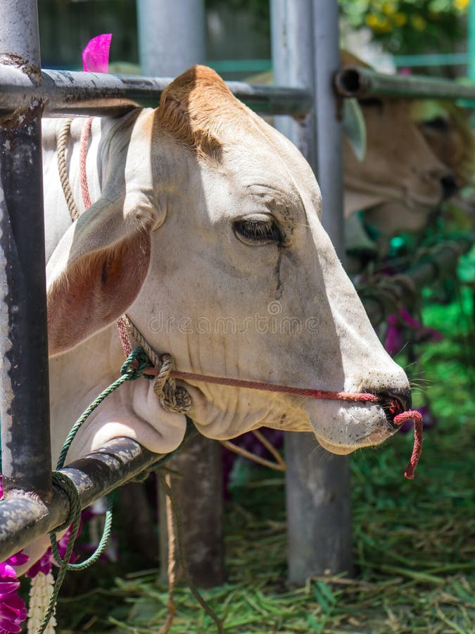 Cattle at slaughterhouse stock image. Image of ranch - 88695983