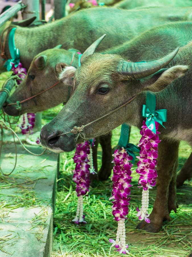 Cattle at slaughterhouse stock image. Image of meadow - 88696127