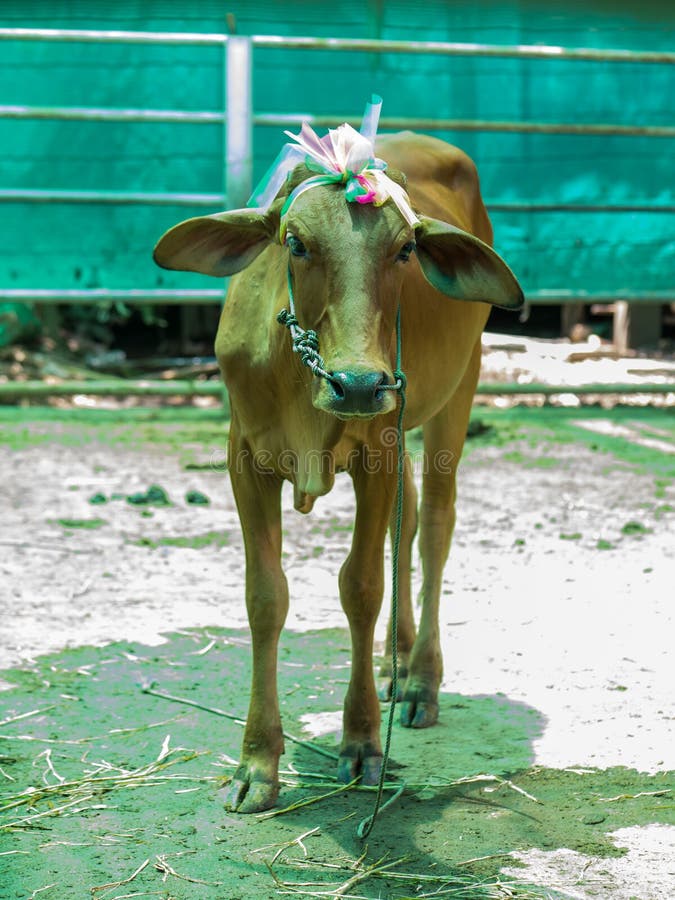 Cattle at slaughterhouse stock photo. Image of pity, outdoor - 88696142