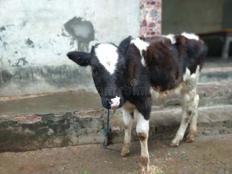 Cattle, Small Baby Cow ,cow ,baby Cow, Small Cow, Indian Cow Stock ...