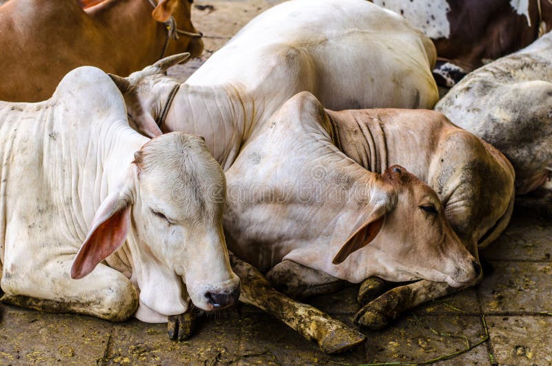 Cattle in the Stable stock image. Image of bull, thai - 76437675