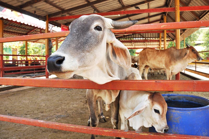 Cattle in the stall stock image. Image of dairy, farmer - 37217711