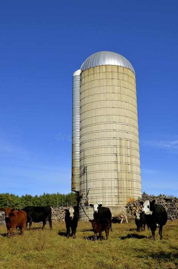 Tall Stave Silo With Caged Ladder And Blower Pipe Stock Image - Image ...