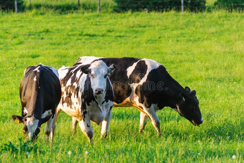 Cattle Standing On A Grassfield At Farm. Stock Image - Image of ...