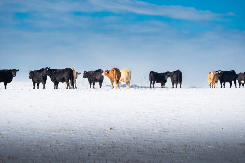 Cattle Standing in a Row on a Snow Covered Field at a Western Ranch in ...