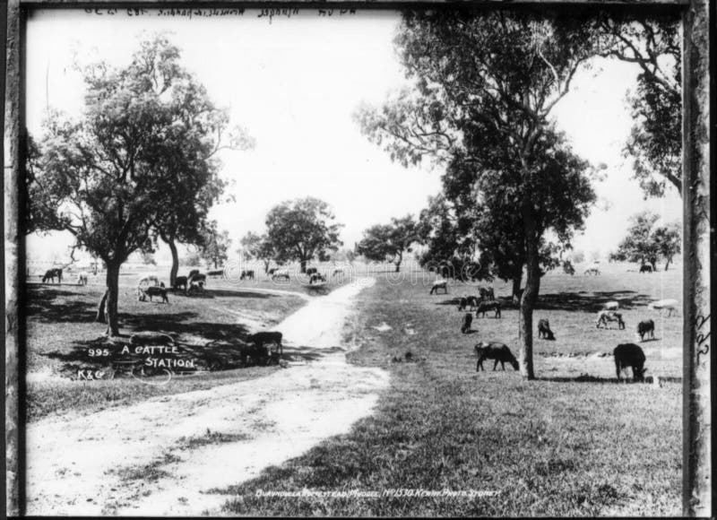 A Cattle Station Picture. Image: 224189627