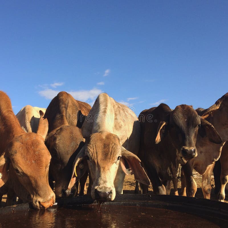 Cattle Station, North West Queensland Stock Photo - Image of west ...