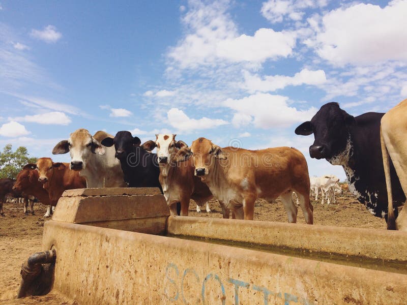 Cattle Station, North West Queensland Stock Image - Image of colt ...