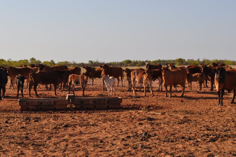 Cattle in Stockyard Pens Australia Outback with Water Trough Stock ...