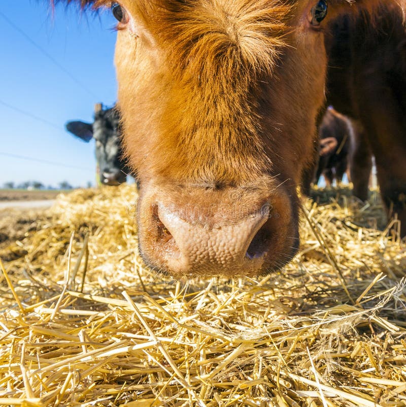 Friendly cattle on straw stock photo. Image of graze - 14116526
