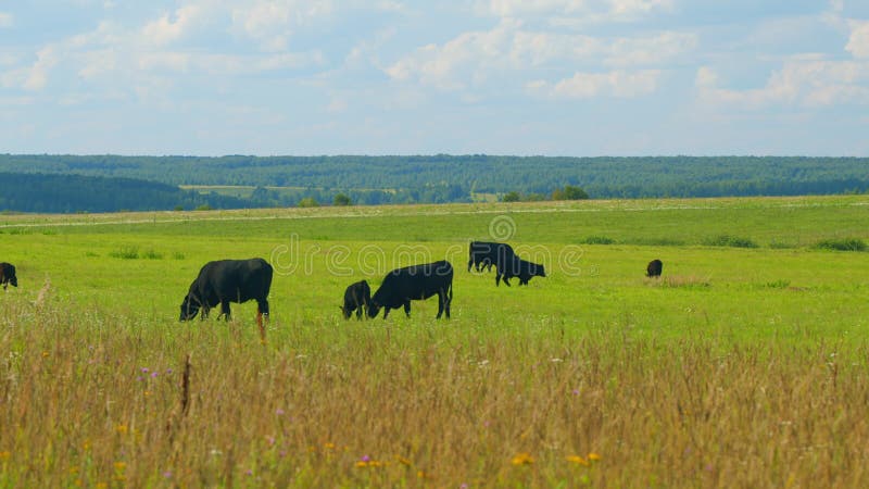 Cattle on Summer Grassland. Cows on a Pasture in Landscape in Summer ...