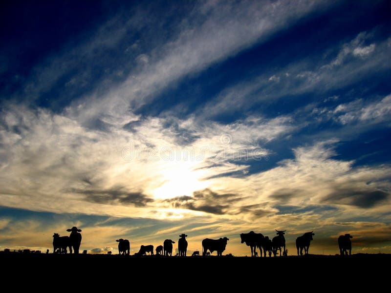 14,675 Cattle Sunset Stock Photos - Free & Royalty-Free Stock Photos ...