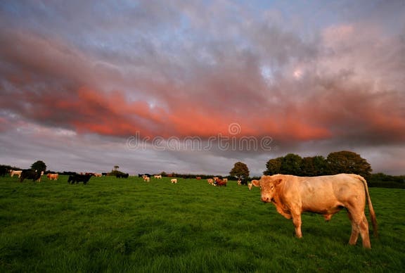 18,264 Cattle Sunset Stock Photos - Free & Royalty-Free Stock Photos ...